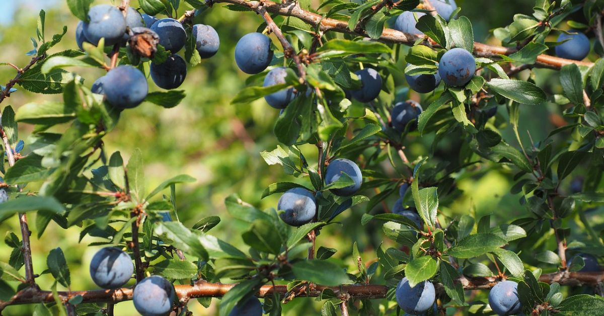 Magická trnka je dobrý soused, přítel v zahradě, lékař i šarlatán ...