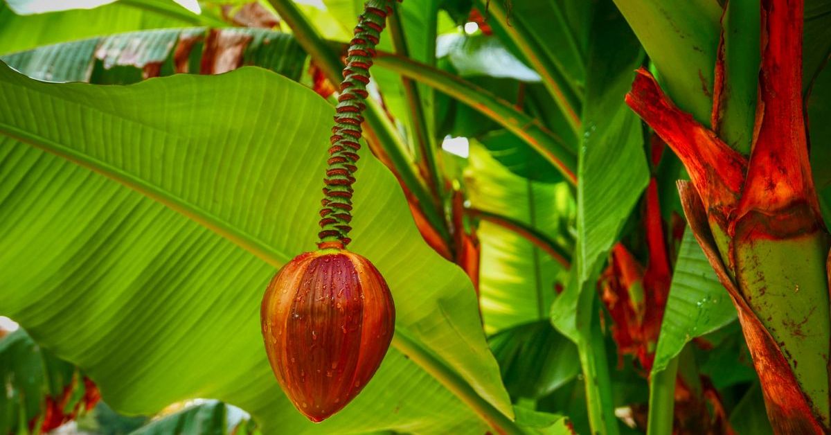 Výrobky z Musa textilis (Foto: Shutterstock) - ČESKÉSTAVBY.cz