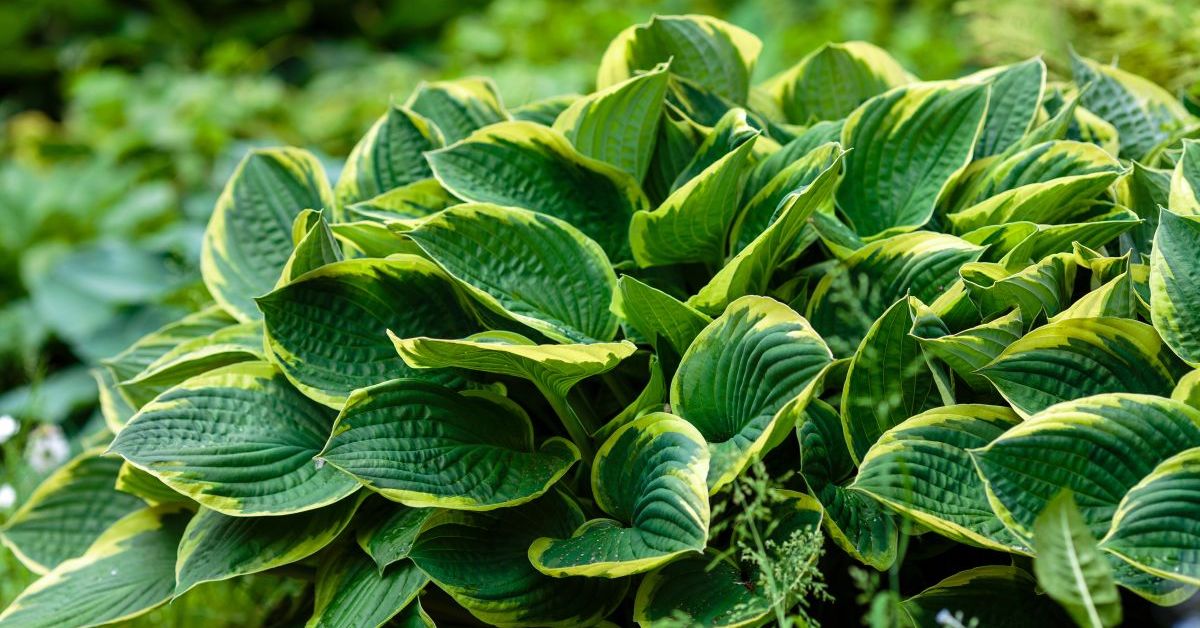 Trvalky - vytrvalé rostliny pro vaši zahradu. Jak vybrat ty nejlepší ...