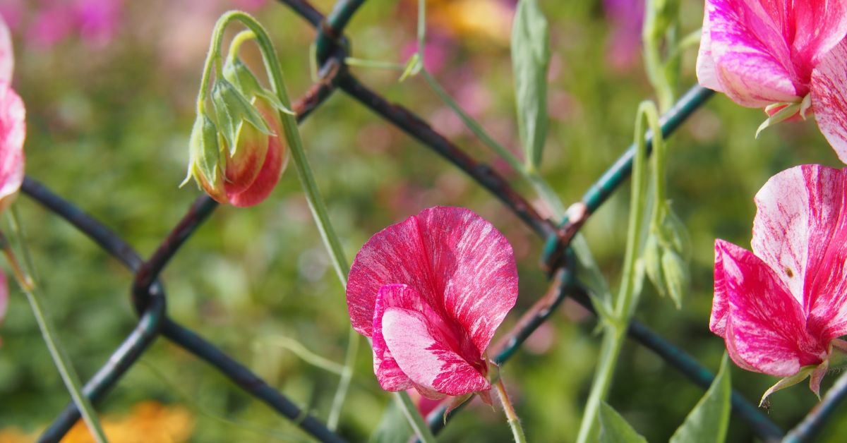 Hrachory - krásné popínavé letničky i vytrvalé rostliny s vůní a barvou ...