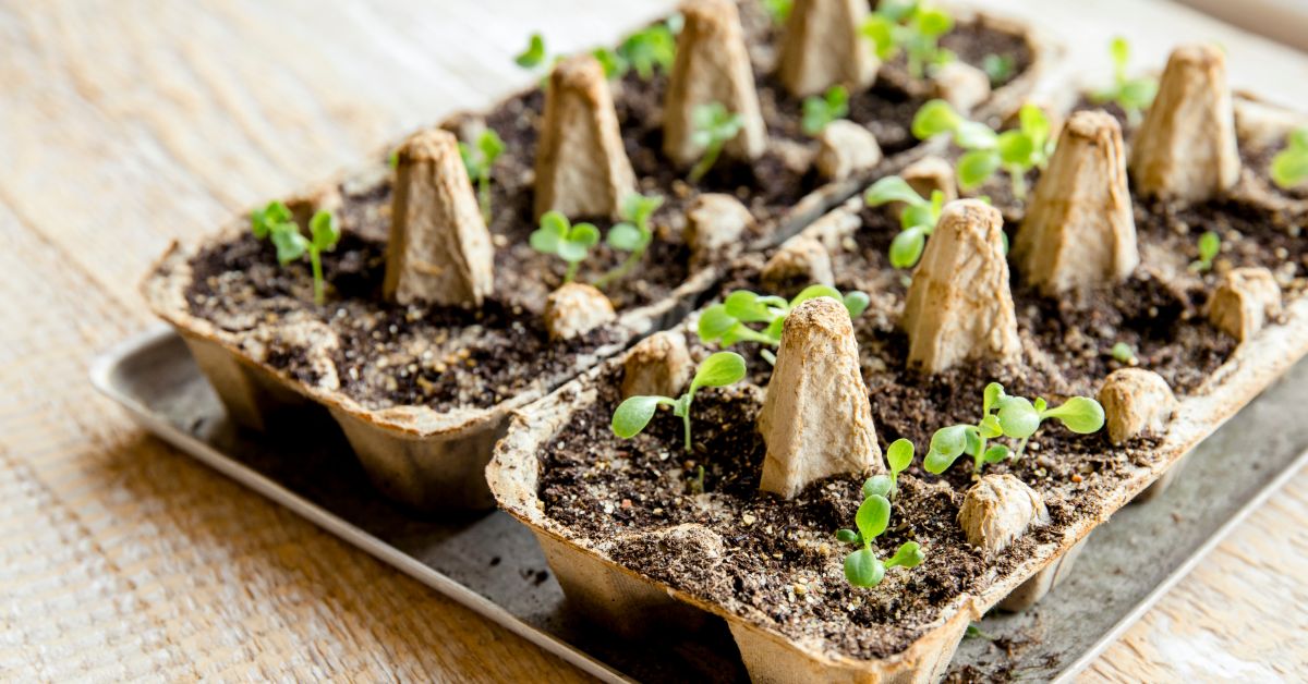 Vstávej semínko holala aneb jak urychlit klíčení rostlin - ČESKÉSTAVBY.cz