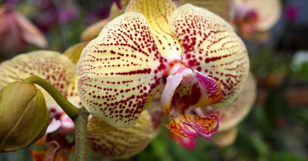 Bojíte se pěstování orchidejí? Není důvod, vlastně nejsou vůbec náročné ...