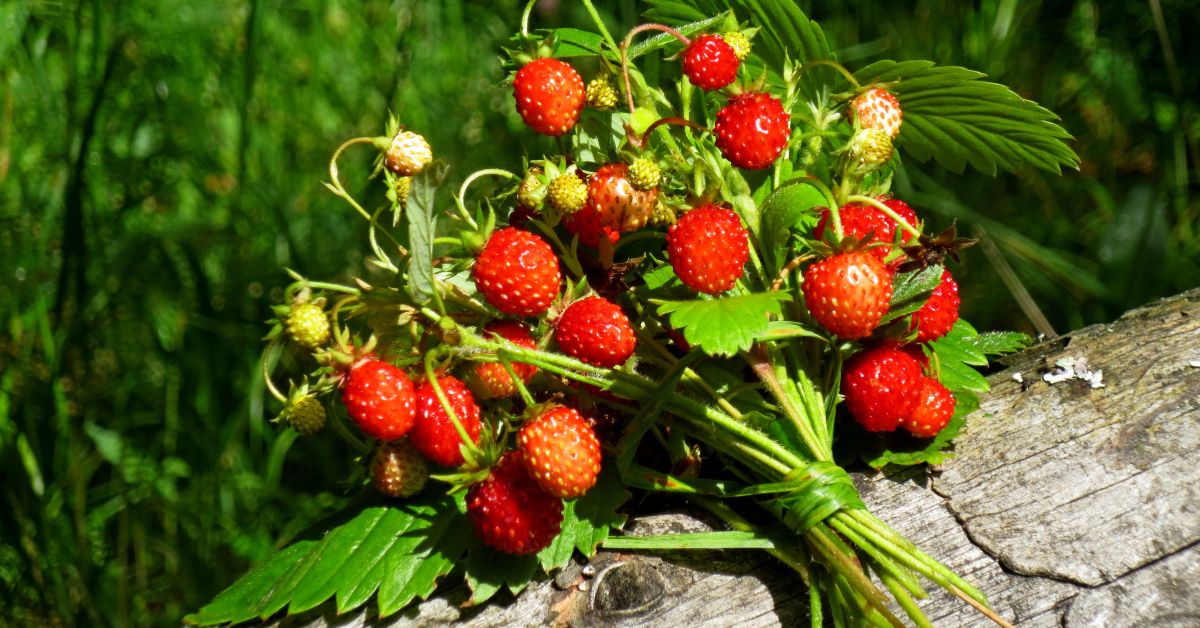 Lesní jahody v zahradě a spor o vyšlechtění jahodníku velkoplodého ...