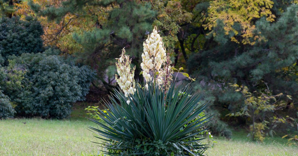 Juka vláknitá - krásná a nenáročná rostlina pro vaši zahradu. Zjistěte ...
