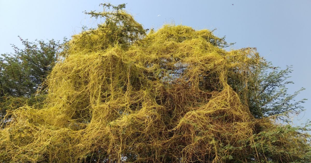 Kokotice - parazitická rostlina bez chlorofylu, která se ovíjí kolem ...