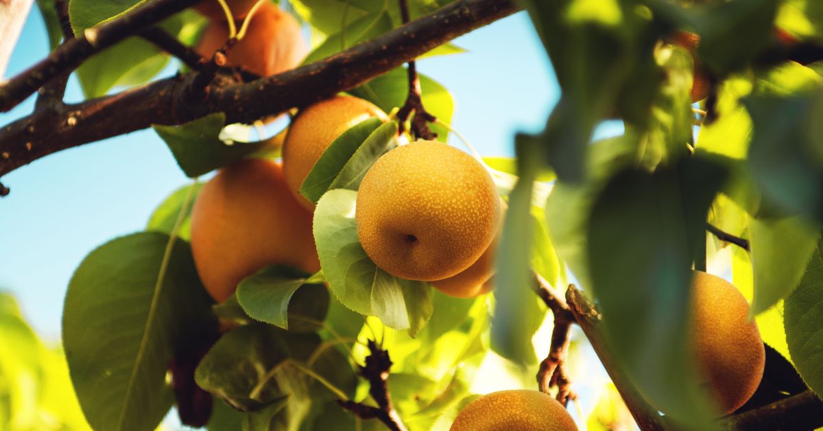 Nashi - exotické ovoce plné chuti a zdraví. Jak pěstovat hrušku čínskou ...