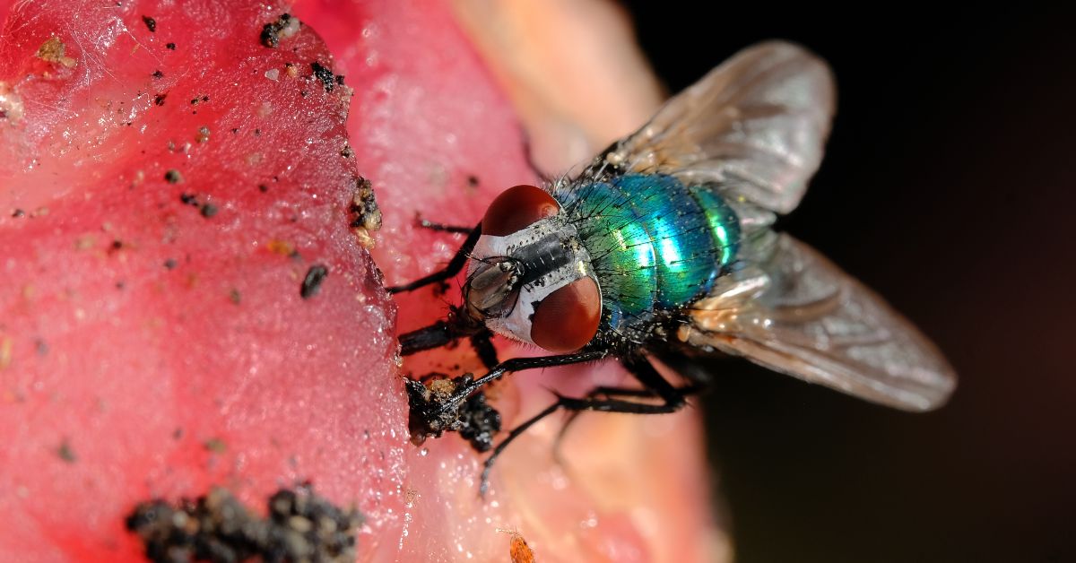 Jak to vlastně mouchy dělají, že vždycky najdou odpadky? - ČESKÉSTAVBY.cz