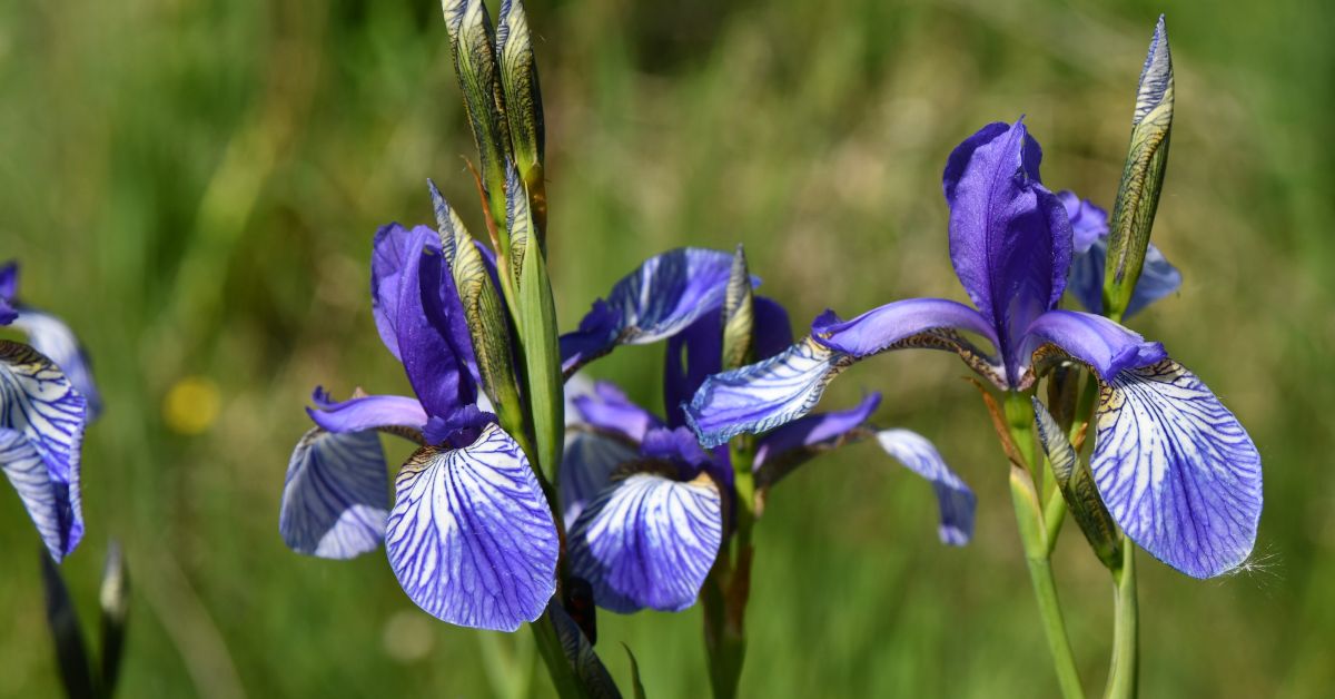 Kosatec sibiřský - rostlina roku 2024. Přečtěte si zajímavosti o této ...