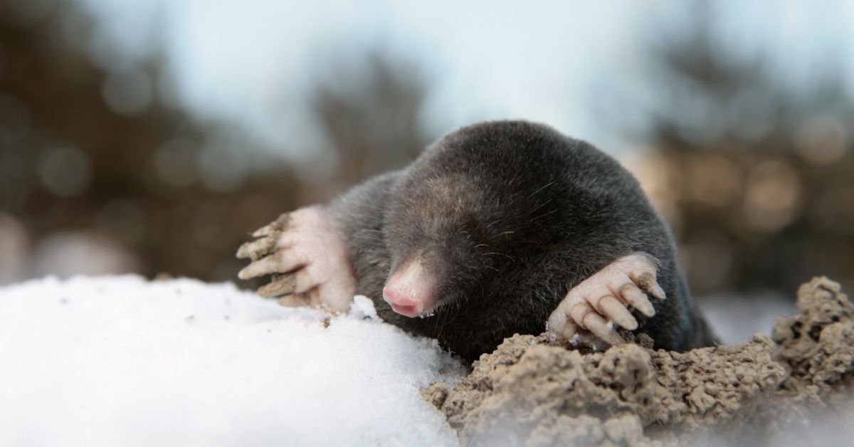 Mládě krtka obecného (Zdroj: skudci.com) - ČESKÉSTAVBY.cz