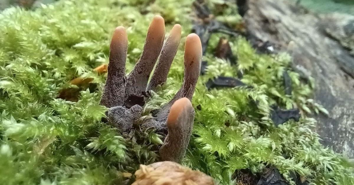 Prsty mrtvého muže. Nejděsivější houba světa může vyrůst i na vaší ...