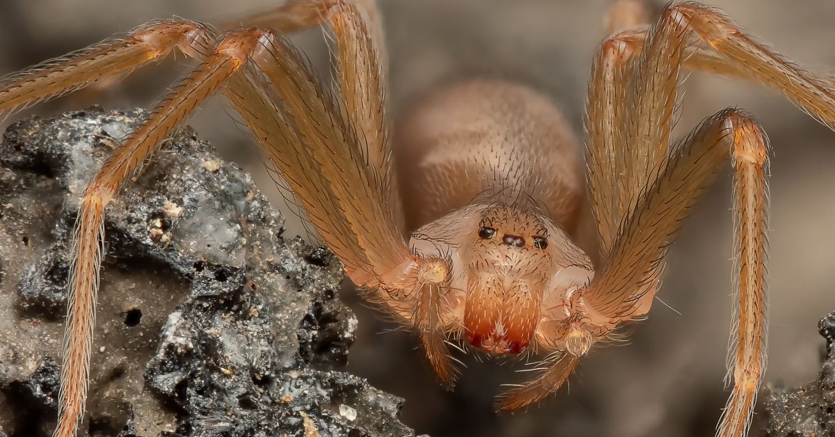 Smrteln Jedovat Koutn k Ry av Zdroj Shutterstock ESK STAVBY cz Smrteln Jedovat Koutn k Ry av Zdroj Shutterstock ESK STAVBY cz