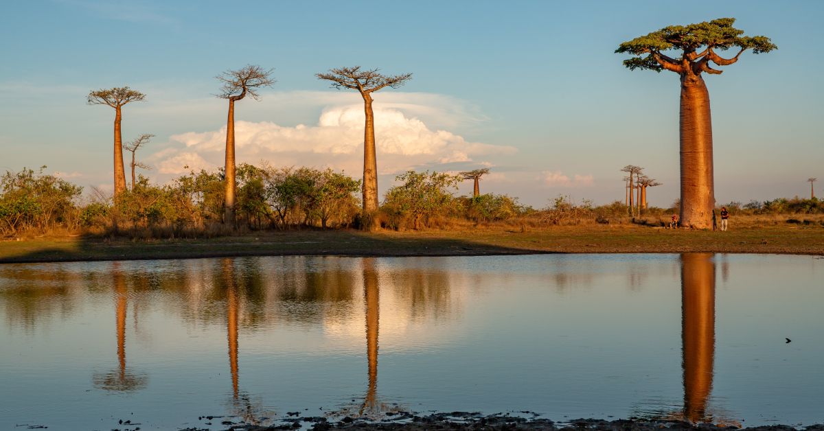 Kvíz: Národní stromy světa. Poznáte, které země se pyšní konkrétními stromy? - ČESKÉSTAVBY.cz