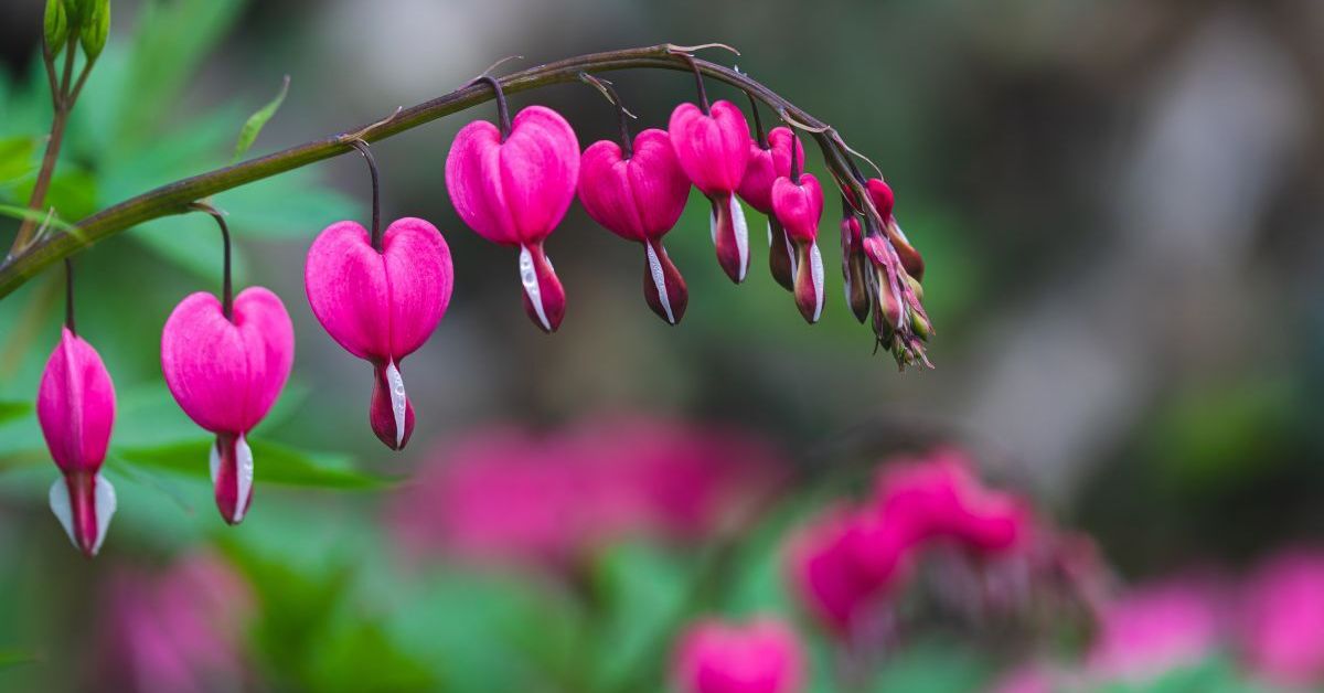 Kvíz: Poznáte na fotografiích trvalky, čili vytrvalé rostliny, které ...